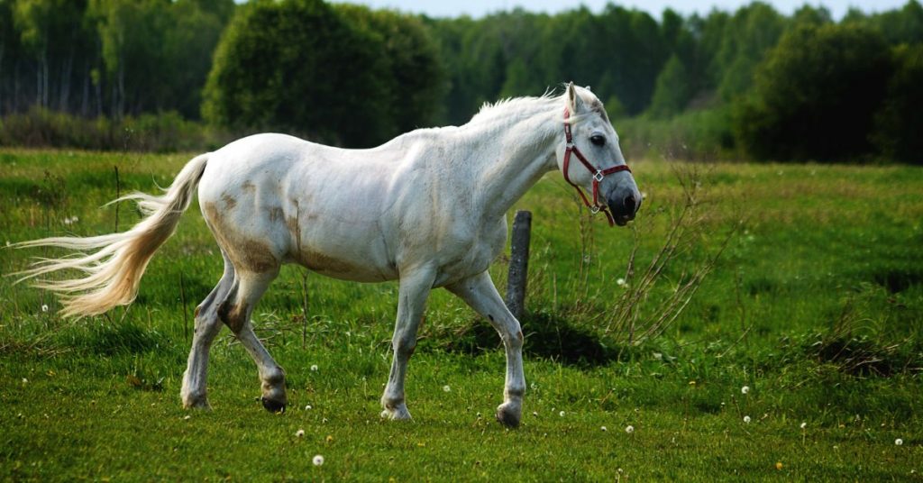 800+ Best Female Horse Names - National Equine