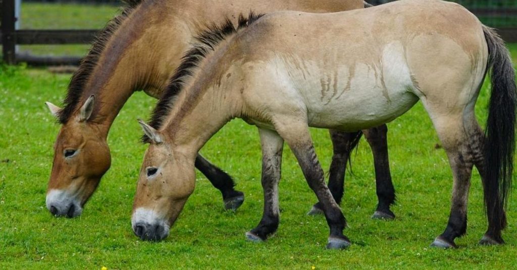 26 Common Horse Colors, Markings & Patterns - National Equine 26 Common Horse Colors, Markings & Patterns - National Equine
