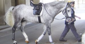 26 Common Horse Colors, Markings & Patterns - National Equine