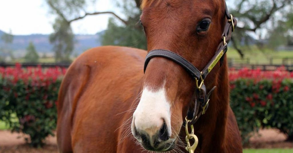 26 Common Horse Colors, Markings & Patterns - National Equine