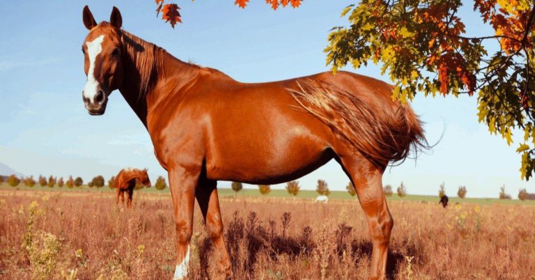 What Are Hotblood, Warmblood & Coldblood Horses - National Equine