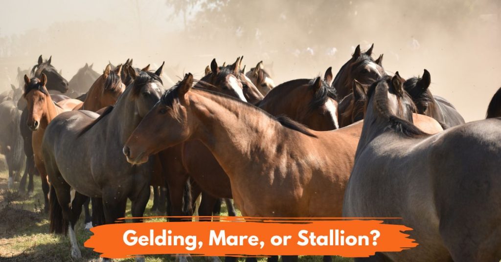 What Is A Gelding, A Mare, Or A Stallion? - National Equine