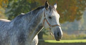 What Is A Roan Horse? - National Equine