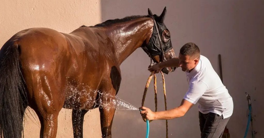 Do Horses Sweat? What Causes Anhidrosis? - National Equine