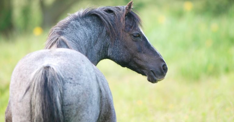 What Is A Roan Horse? - National Equine