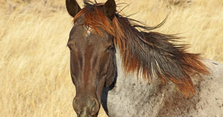 What Is A Roan Horse? - National Equine