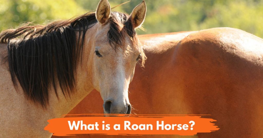What Is A Roan Horse? - National Equine