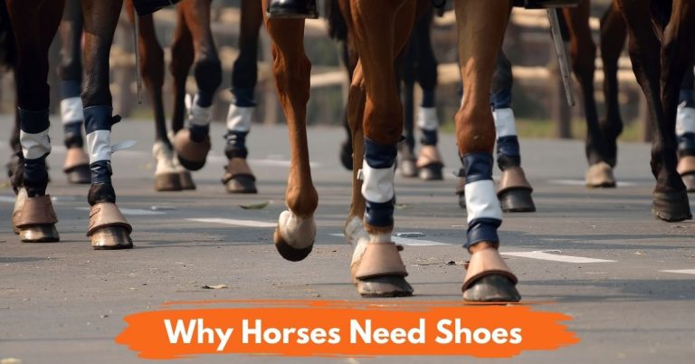 6 Reasons Why Horses Need Shoes - National Equine