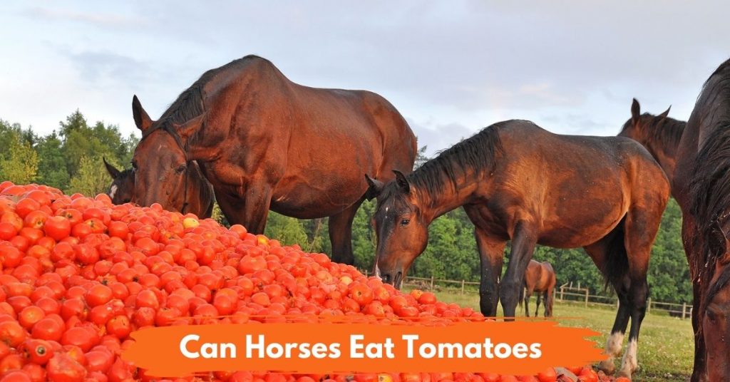 Can Horses Eat Tomatoes? - National Equine