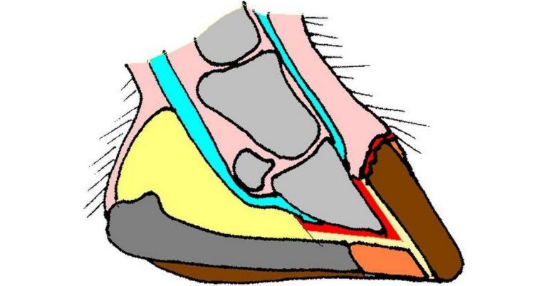 What Horse Hooves Are Made Of? (3 Parts) - National Equine