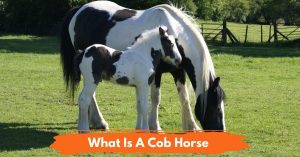 What Is A Cob Horse? - National Equine