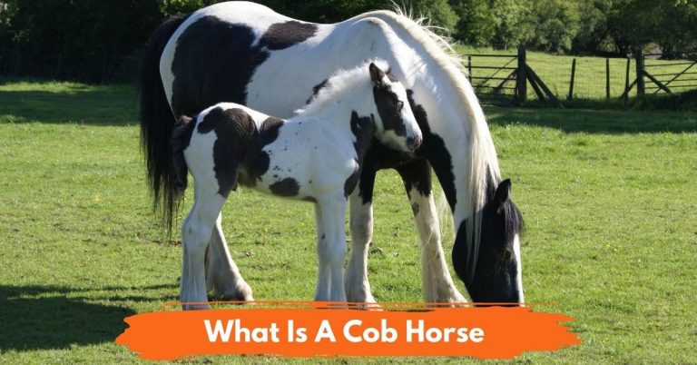 What Is A Cob Horse? - National Equine