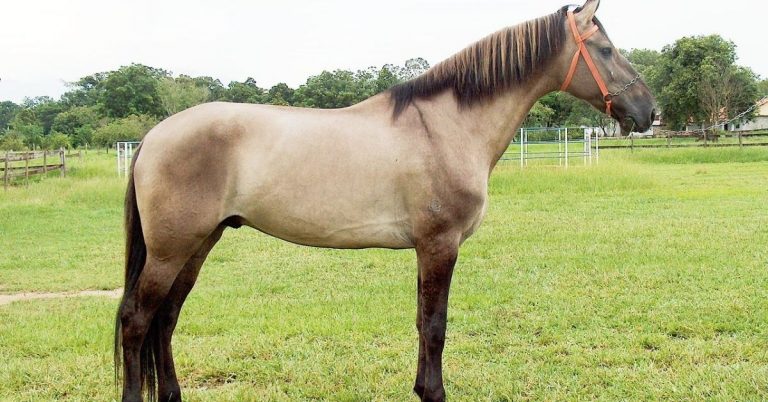 Dun Vs. Buckskin Horse, What's The Difference - National Equine