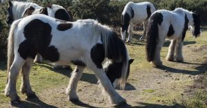 What Is A Cob Horse? - National Equine