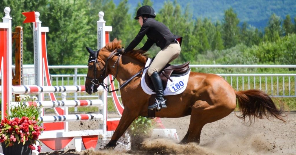 How High Can A Horse Jump? - National Equine