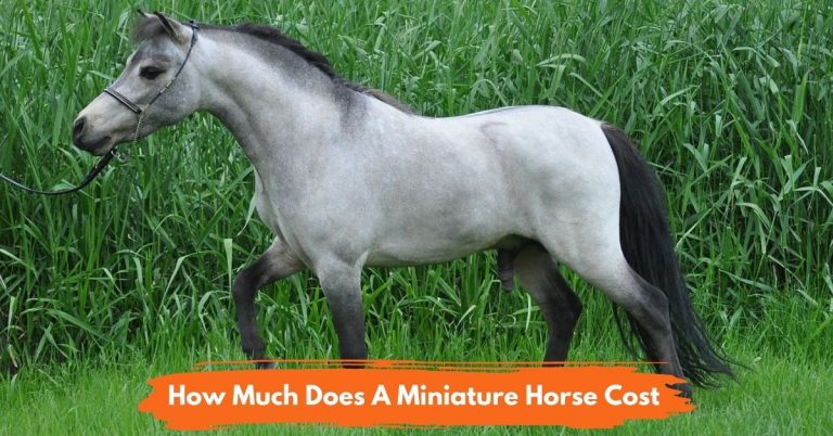 How Much Does A Miniature Horse Cost? - National Equine