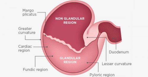 How Many Stomachs Does A Horse Have? - National Equine