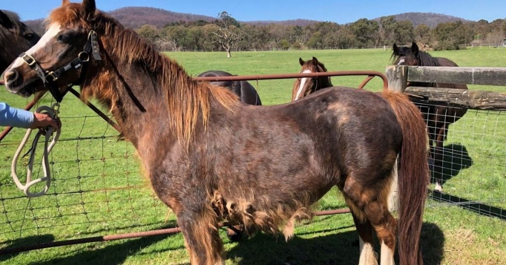 How Long Does A Horse Live? - National Equine