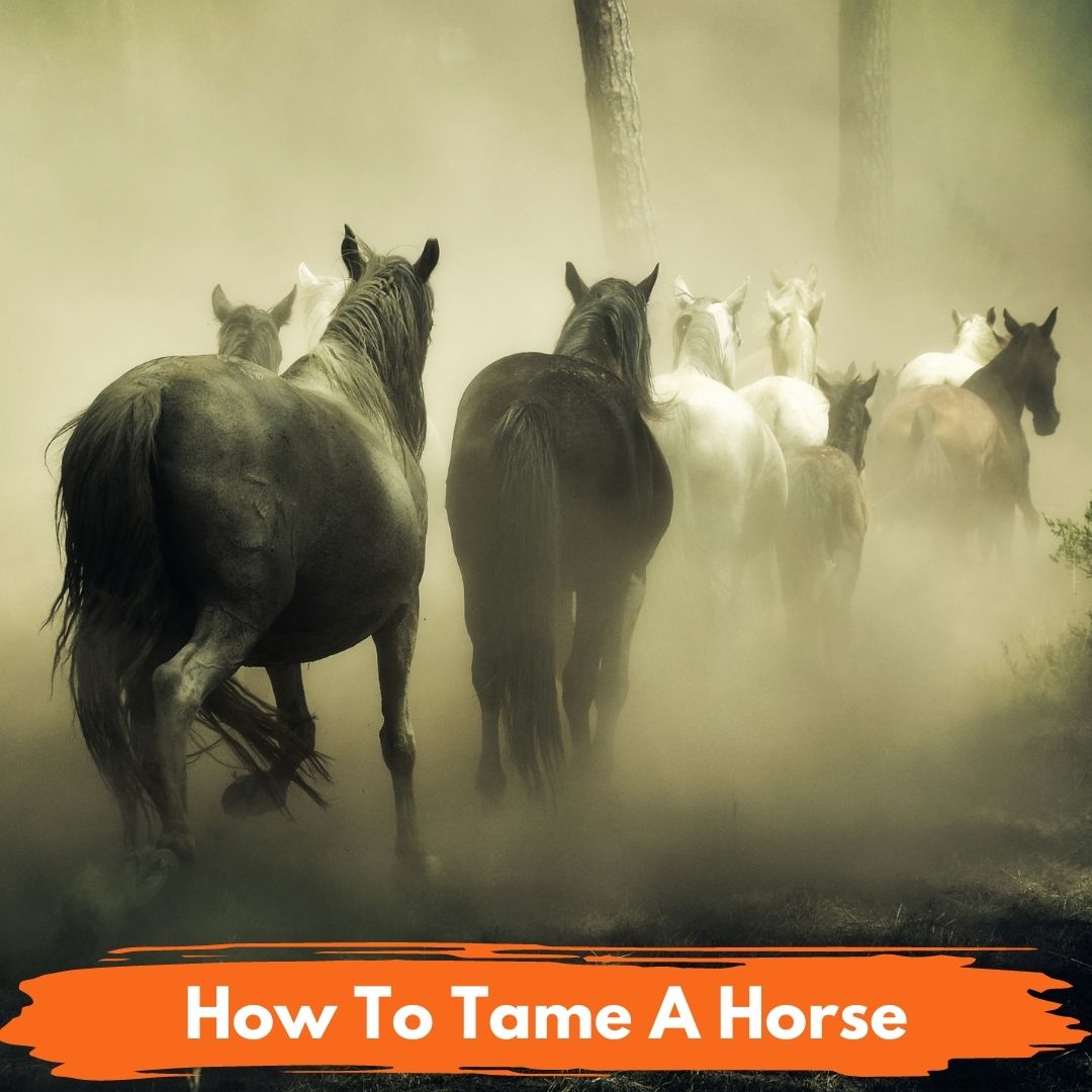 Basics - National Equine