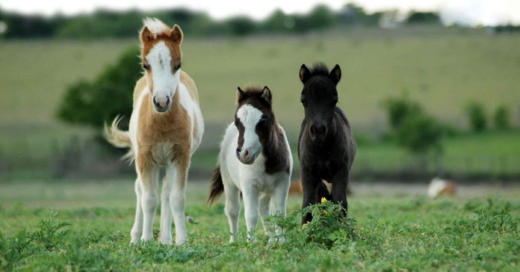 How Much Does A Miniature Horse Cost? - National Equine