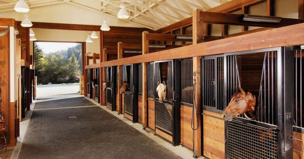 How Long Does A Horse Live? - National Equine