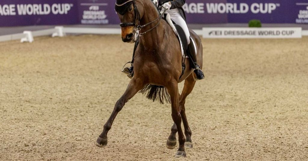 How To Train A Horse? (8 Steps) - National Equine