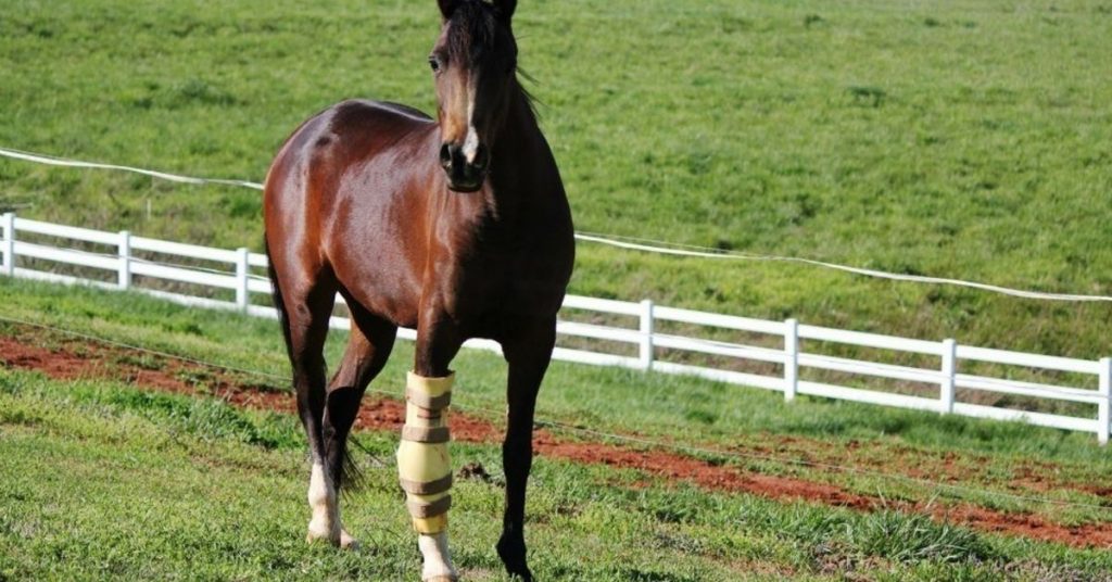 How Many Bones Does A Horse Have? - National Equine