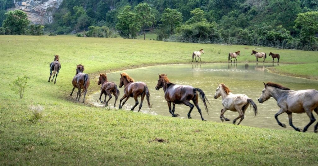 How Many Acres Do You Need For A Horse? - National Equine