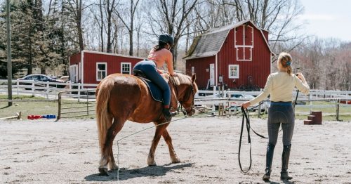 How To Train A Horse? (8 Steps) - National Equine