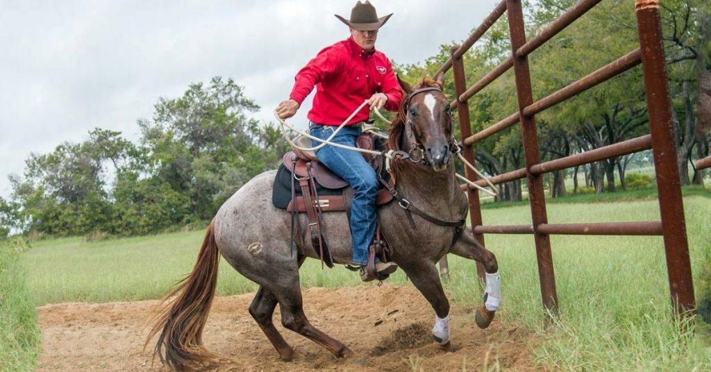 How To Train A Horse? (8 Steps) - National Equine