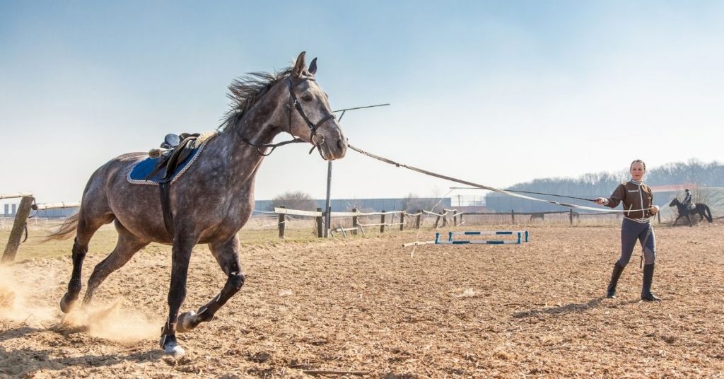 How Fast Can A Horse Run? - National Equine